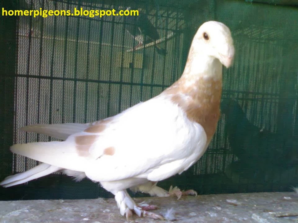 Red Bar German Beauty ~ Homer Racing Pigeons