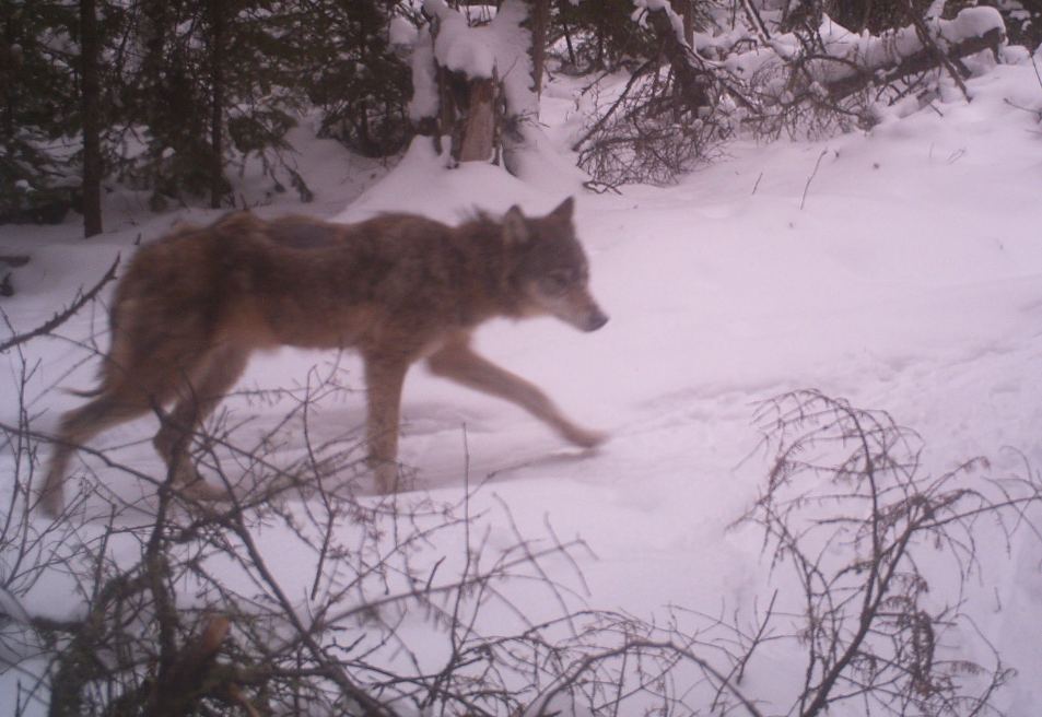 Bow Narrows Camp Blog on Red Lake Ontario: Why do Nolalu wolves have ...