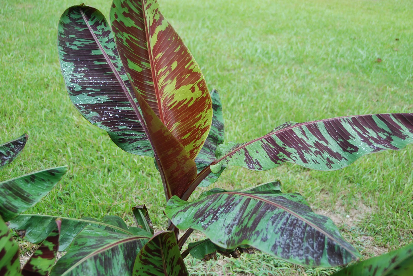 unforeseen river: Musa Zebrina, Blood Banana