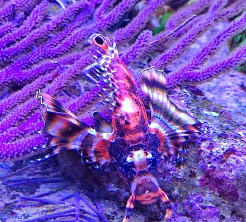 LION FISH photos - wallpapers (ανανεωμένο) | the fun bank