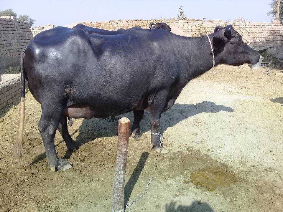 Vet in Pakistan: Pregnant Buffalo for sale in Tibba Sultan Pur