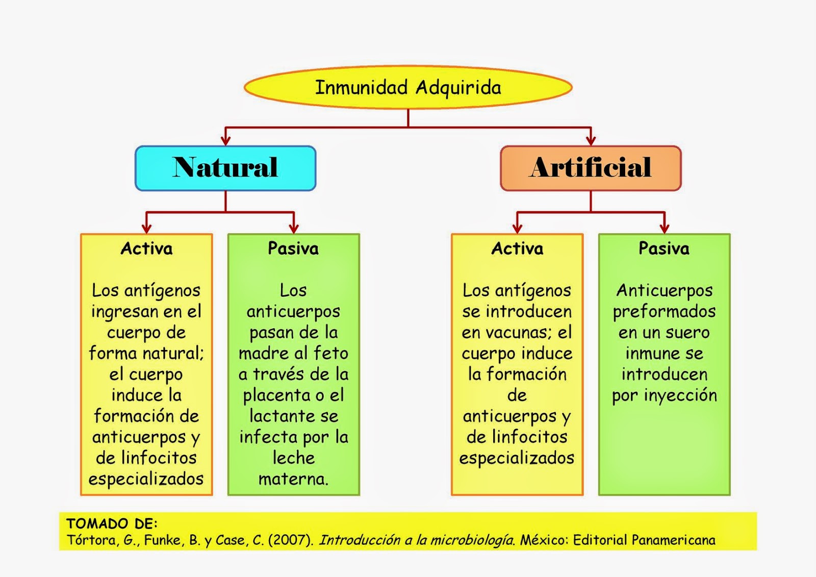 EPIDEMIOLOGÍA E INMUNOLOGÍA DARÍO - CARMÍN: octubre 2014