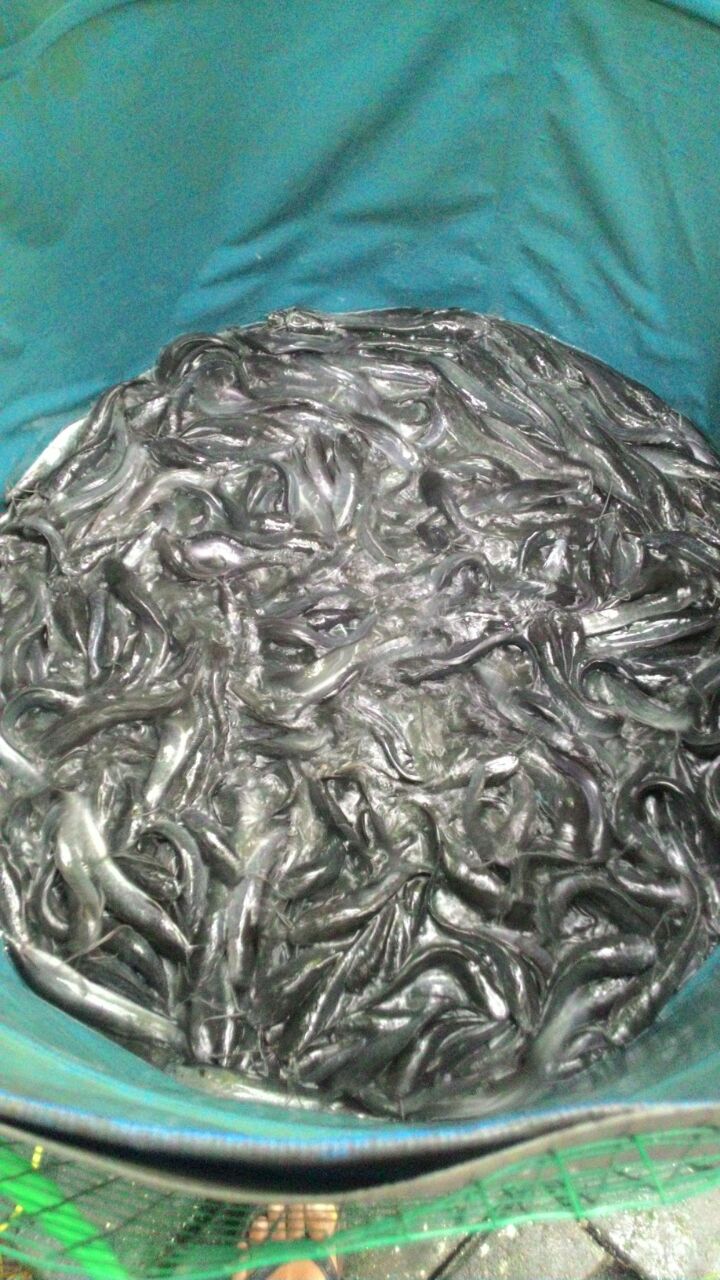 cara budidaya lele bioflok, lele bioflok 1000/m3, ternak lele di kolam ...