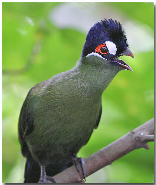 TURACO BIRD photos - wallpapers | the fun bank