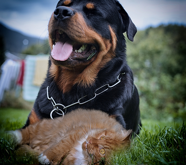 Pin by Cynthia Gessner on Rottweilers | Rottweiler lovers, Rottweiler ...