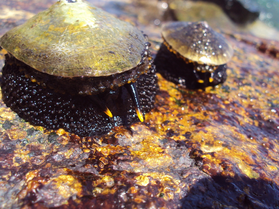 Catalogue of Organisms: Peering through a Limpet's Keyhole