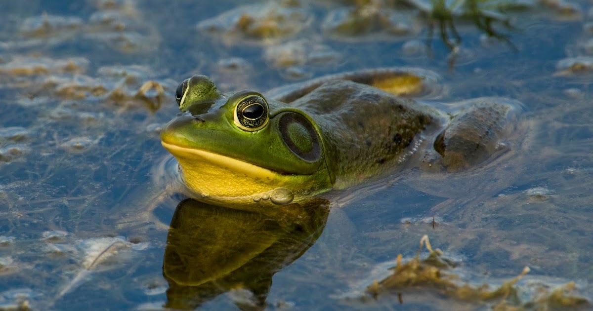 Charlotte's Web-Spinning Tales: Spinning Tales About Frogs