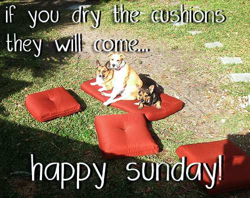 the dog mom: happy sunday!