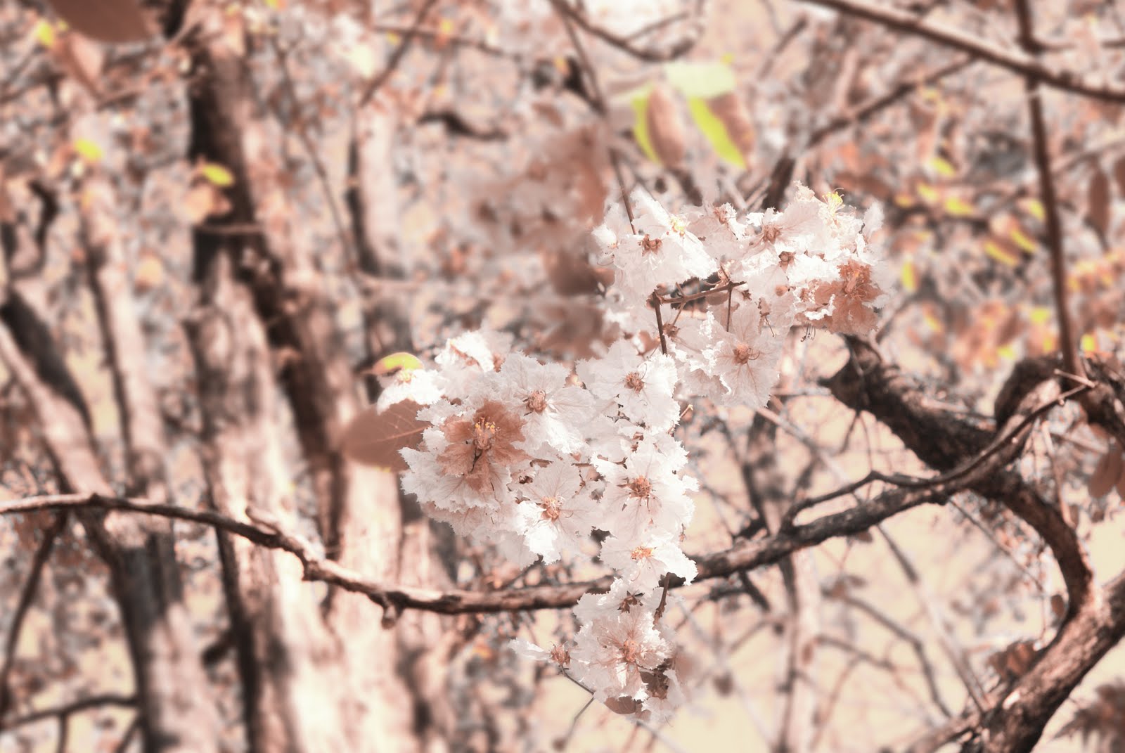Kucing Betina: Sakura On Bali