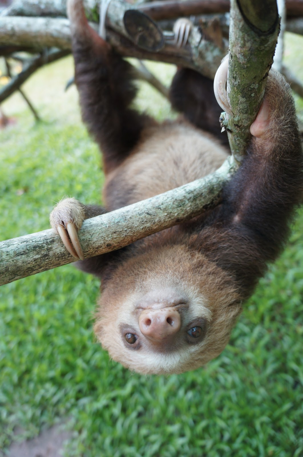 Summer of the Sloths: SLOTHS: First Impressions