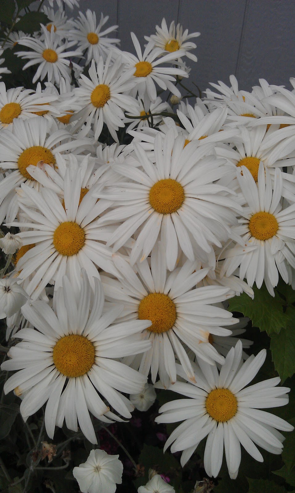 Smidgen Cakes: With Silver Bells and Cockle Shells...