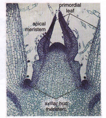 Primary Growth And Development Processes On Plant - New Science Biology