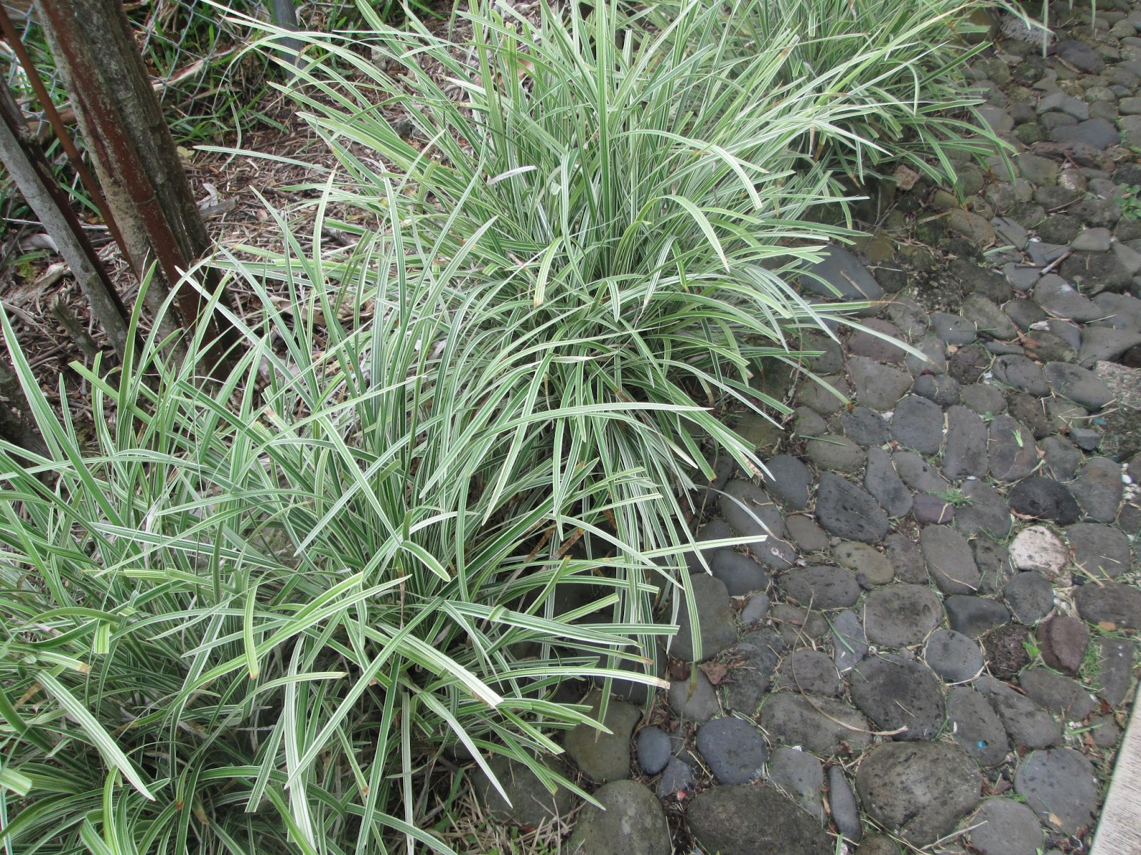 Aztec Grass Border