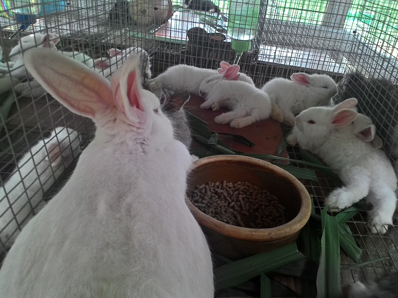 ARNAB DAGING : NEW ZEALAND WHITE