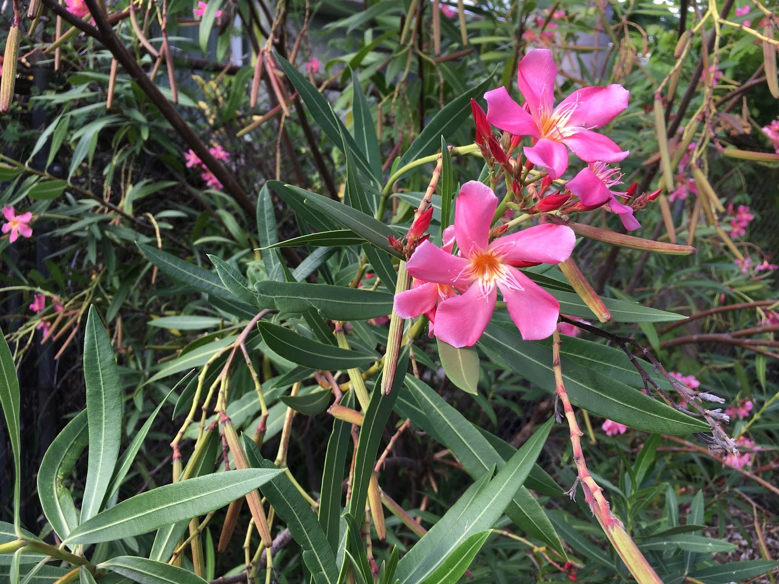 Nerium oleander (Oleander)