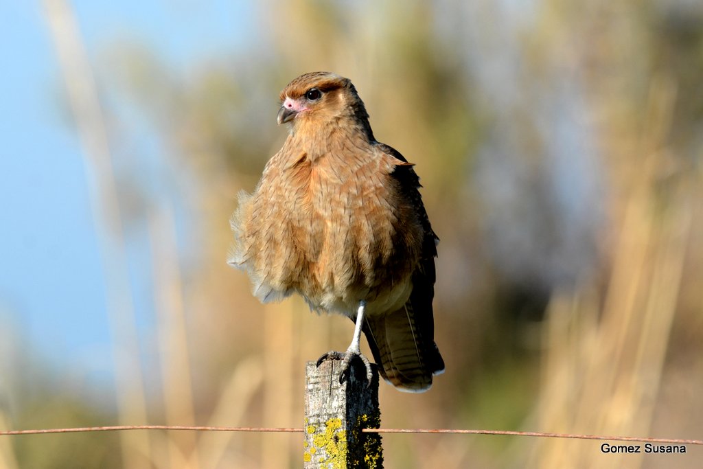 Aves de Lobería.: Chimango (Milvago chimango)