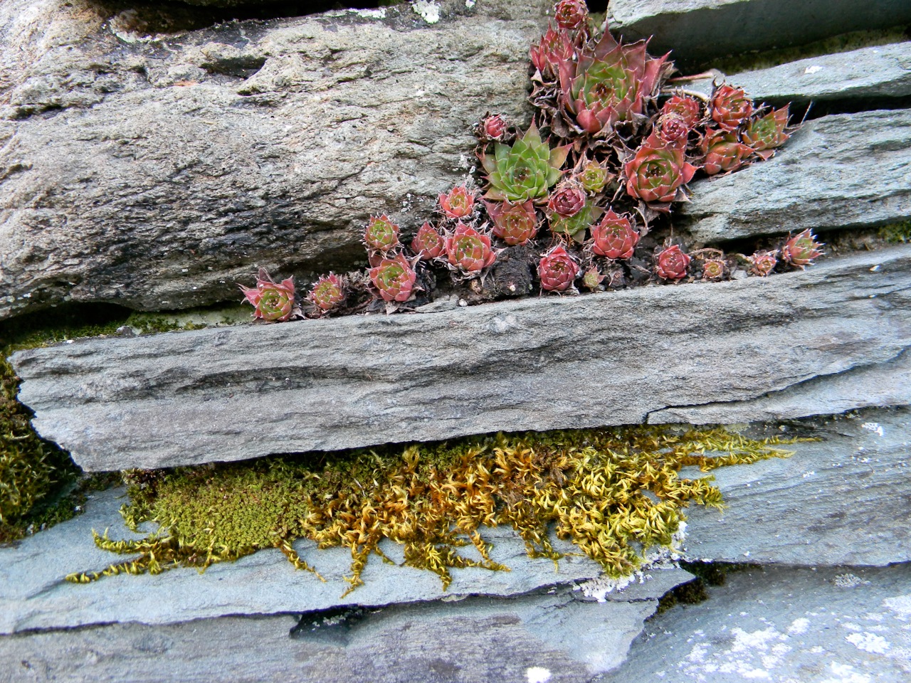 Thinking With My Hands: Crevice Gardens