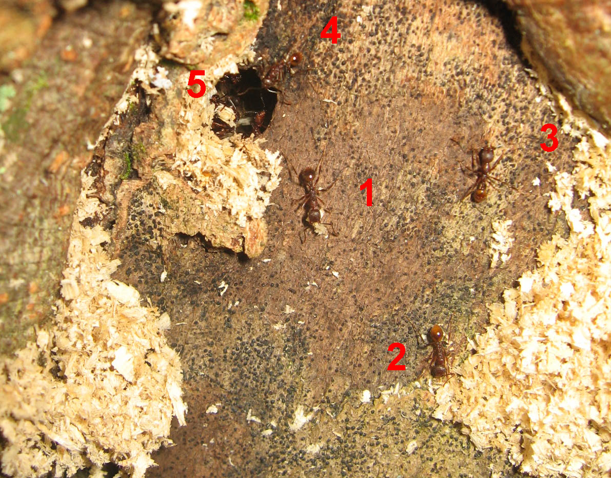 La Lair On Wheels: Ants, Dogs, Locusts and Vultures in Southern Ohio