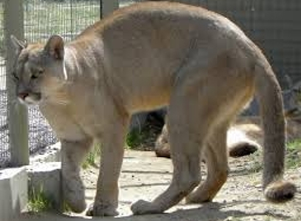 Al Bioparque de Durazno llegarán tres pumas desde Argentina