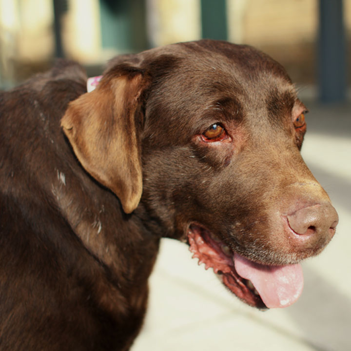 Peanut - Chocolate Labrador Retriever