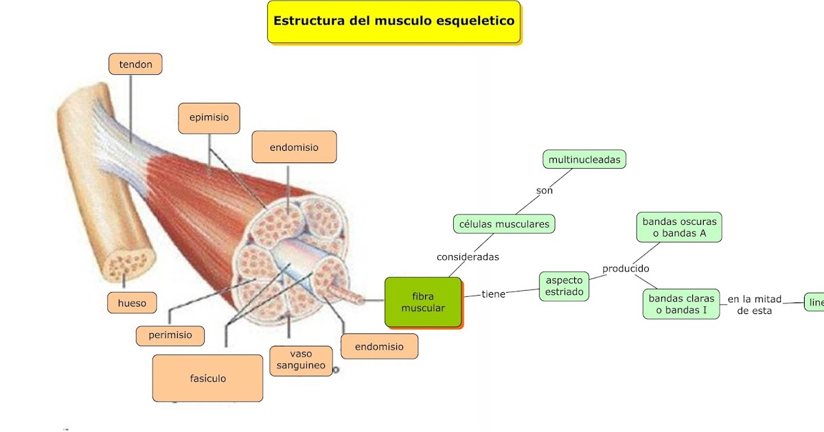 Fisiología Basica: Estructura del músculo esquelético