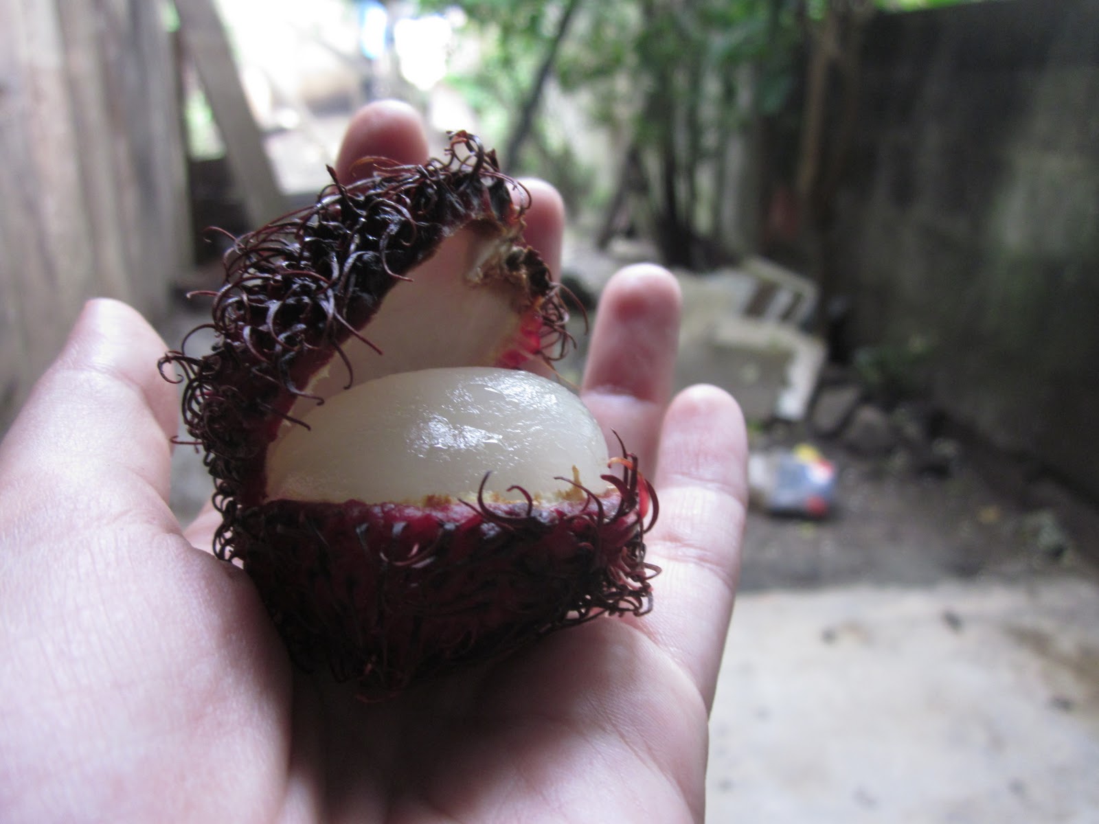 Teresita's Travels: The Return of the Baby Alien Fruit!