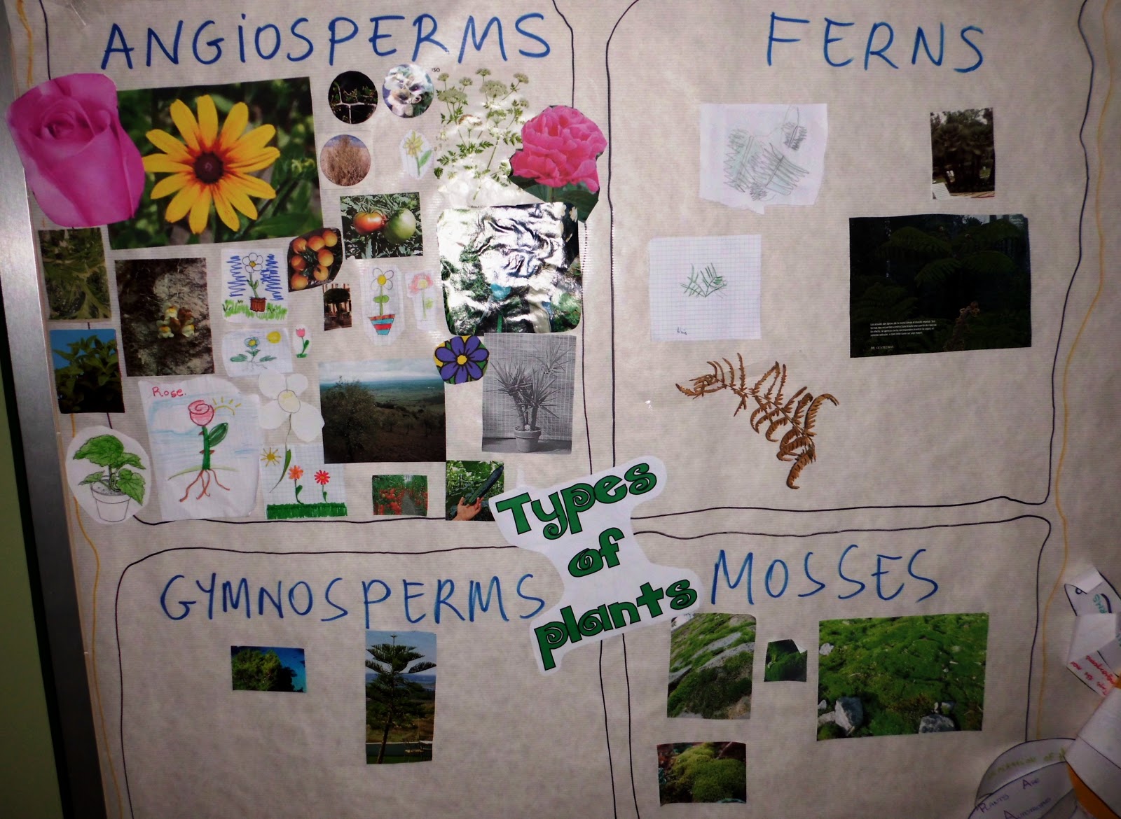 SCIENCE IN THE SCHOOL: Displays