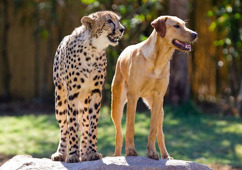 White Wolf : Cheetah and Dog Celebrate One Year of Friendship (Video)