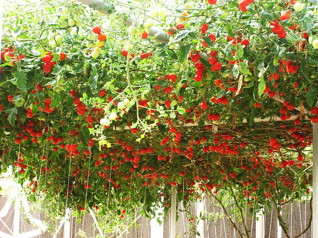 Best of nature: There is a Tree that Grows Tomatoes