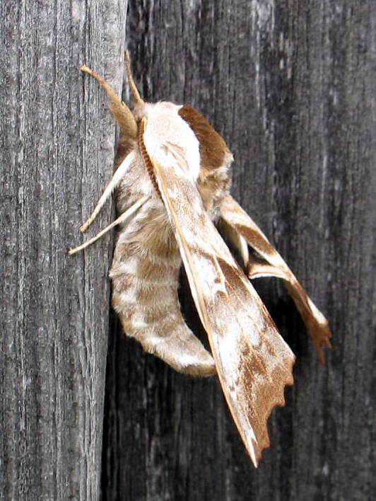 Dispatches from Can of Duck: A Moth Morning