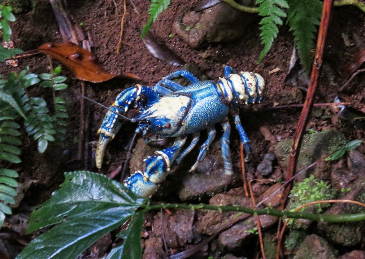 National Park Odyssey: Lamington National Park, Green Mountain Section ...