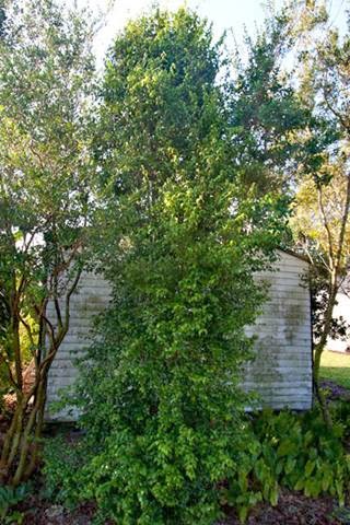 Gene's Green Scene: Tree Thursday - Redberry Stopper