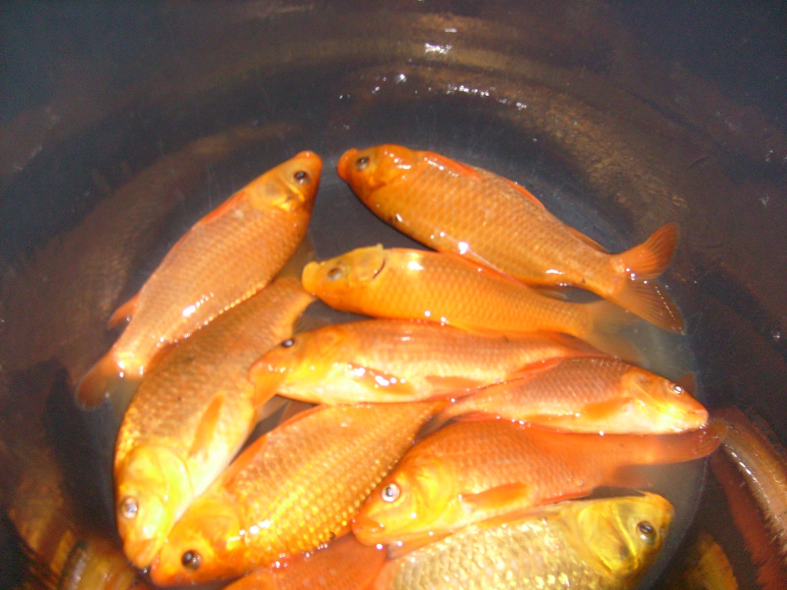 UNIDAD PECUARIA: PECES