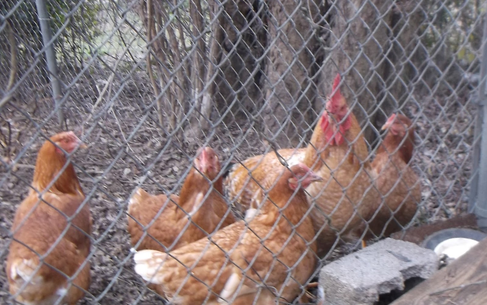 Backyard Farming on Less Than an Acre: Building a New Chicken Coop