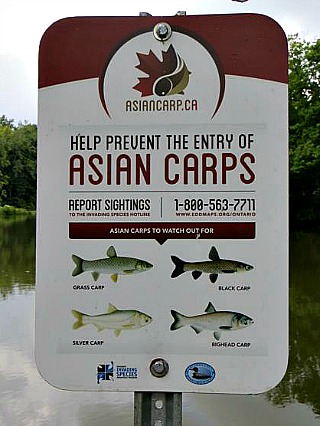 signs, signs: bad fish