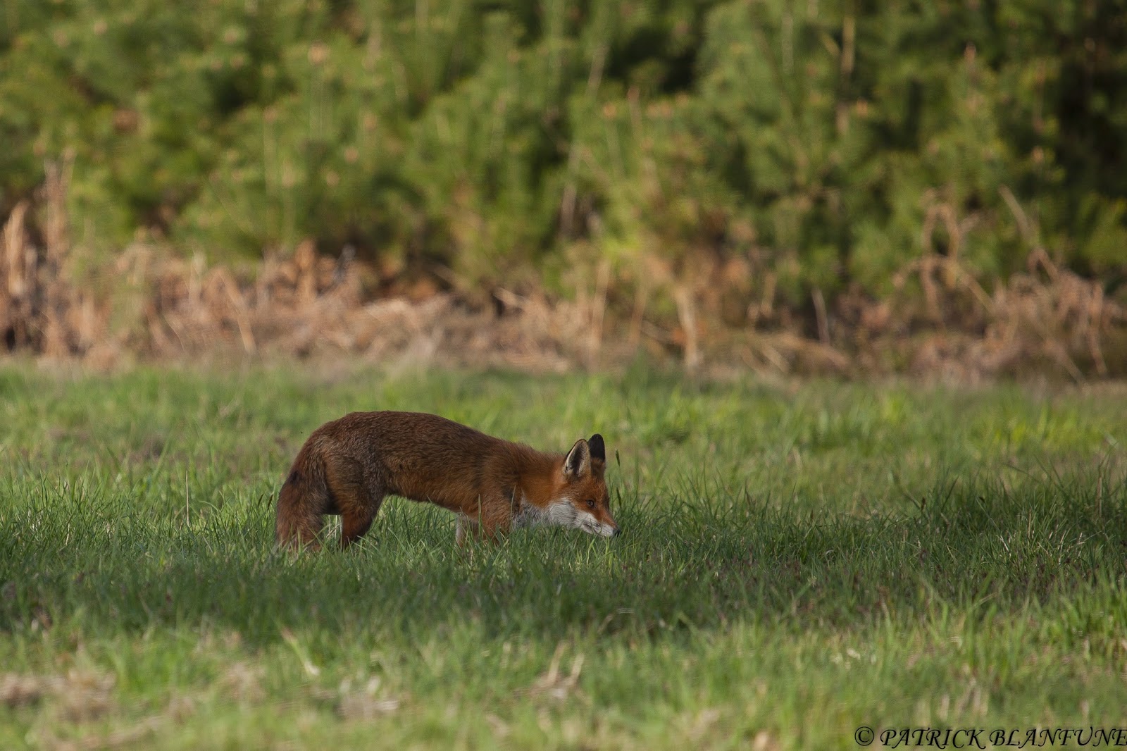 AU RYTHME DES SAISONS-----------------: Goupil