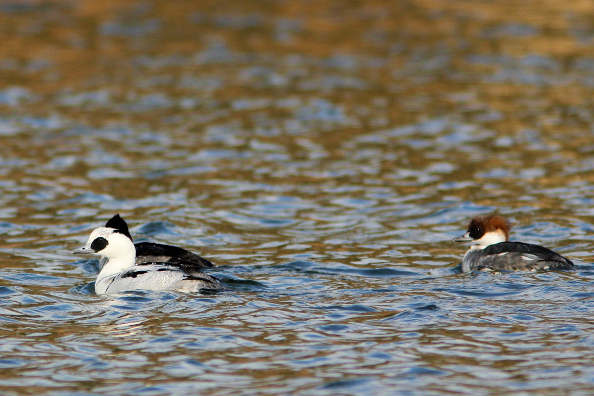 Unravel: The Panda Duck