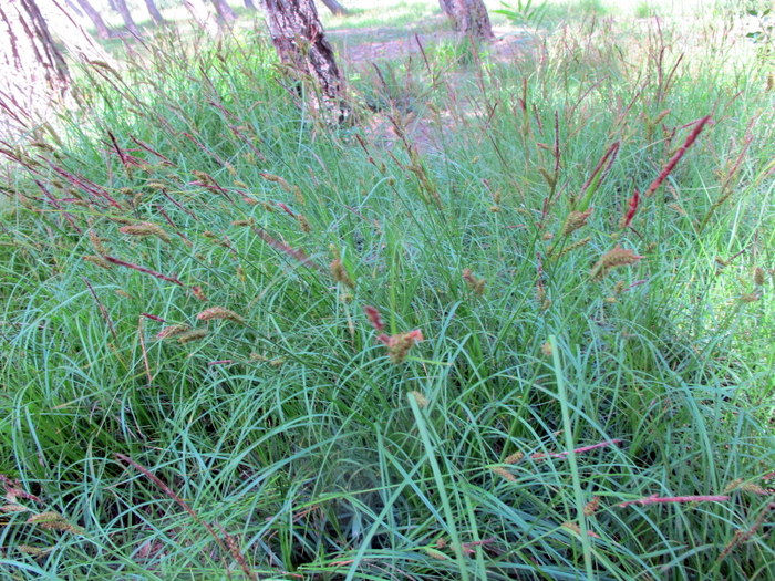 FLORA NEL SALENTO e.. anche altrove: Carex flacca Schreb - Cyperaceae ...