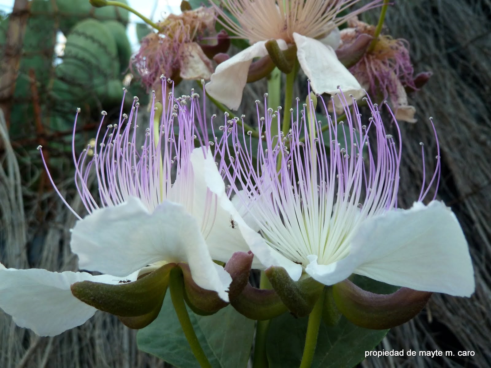 GRANADA CIUDAD VIVA: flor de la alcaparra, que preciosidad!!!