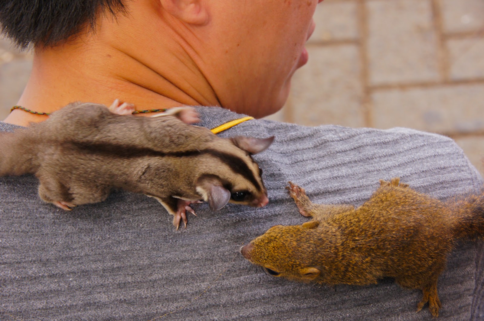 Bajing Kelapa (Photographs)