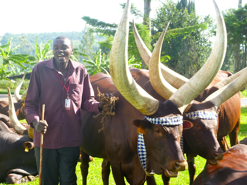 The Kroghs in Kigali!: The King's Palace and the Rwandan Cows!