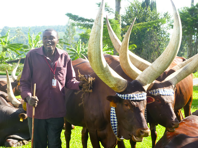 The Kroghs in Kigali!: The King's Palace and the Rwandan Cows!
