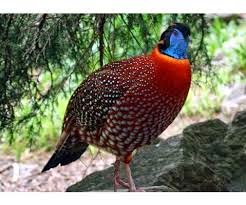 Kĩ Thuật Nuôi Chim Trĩ Đỏ Khoang Cổ ~ Nhà Nông Làm Giàu