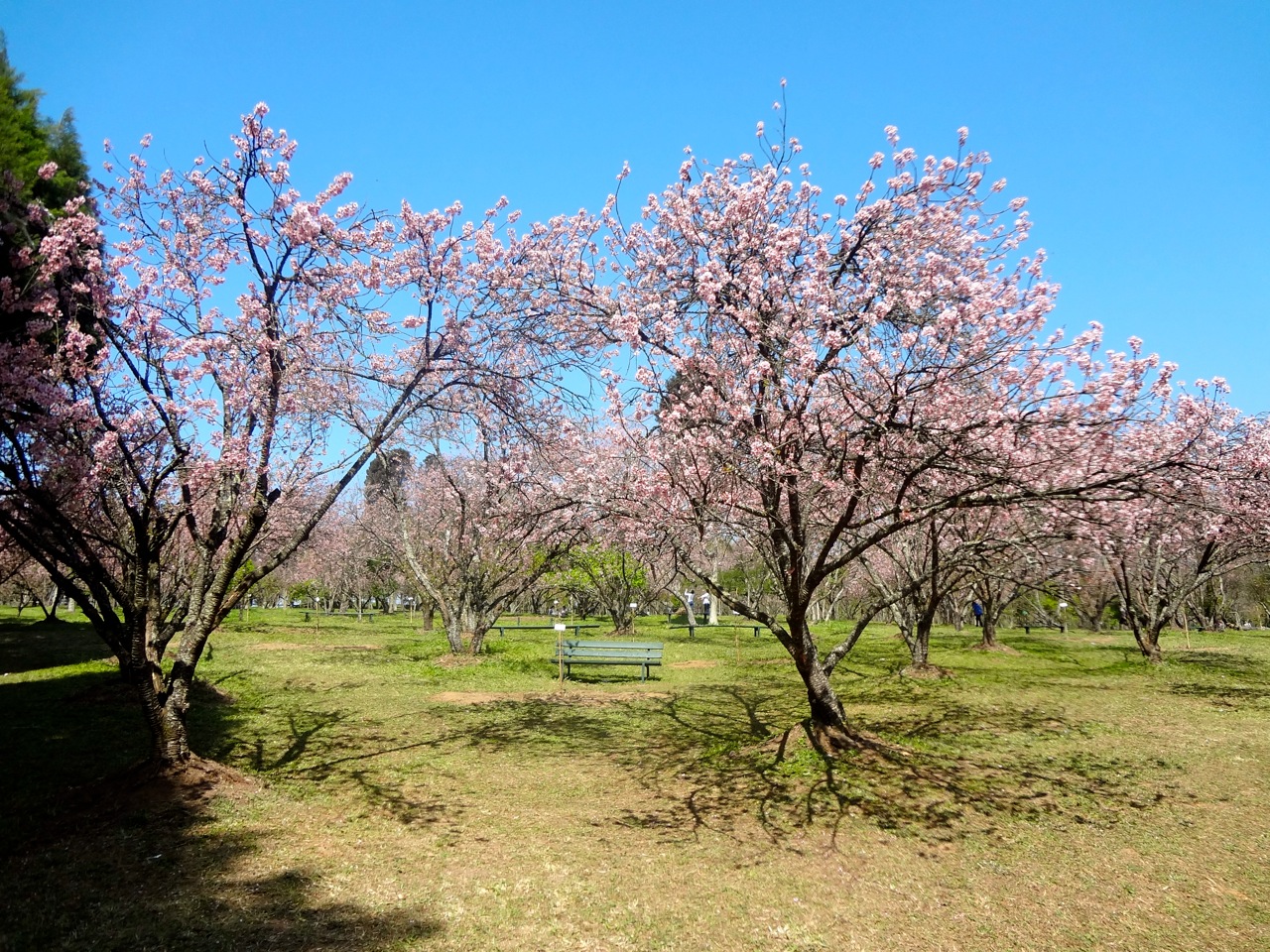 Bosque das Cerejeiras do Parque do Carmo em São Paulo ~ Áreas Verdes ...