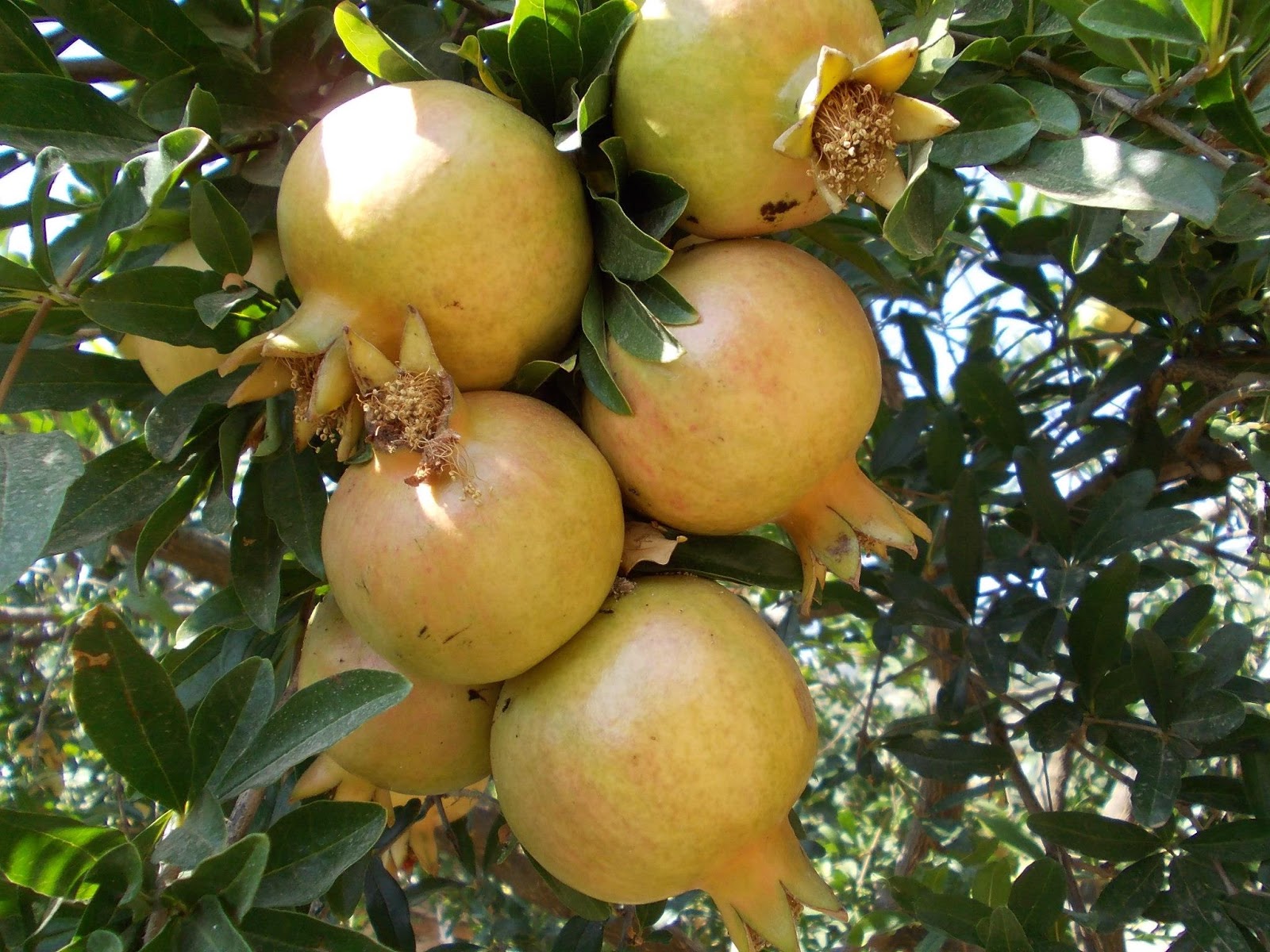 Viveiro Ciprest - Plantas Nativas e Exóticas: Romã Amarela das Canarias ...