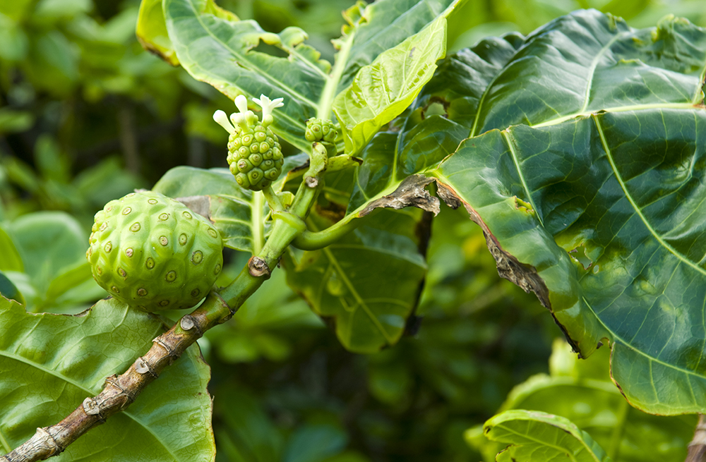 The 3 Foragers: Foraging for Wild, Natural, Organic Food: Wild Edibles ...