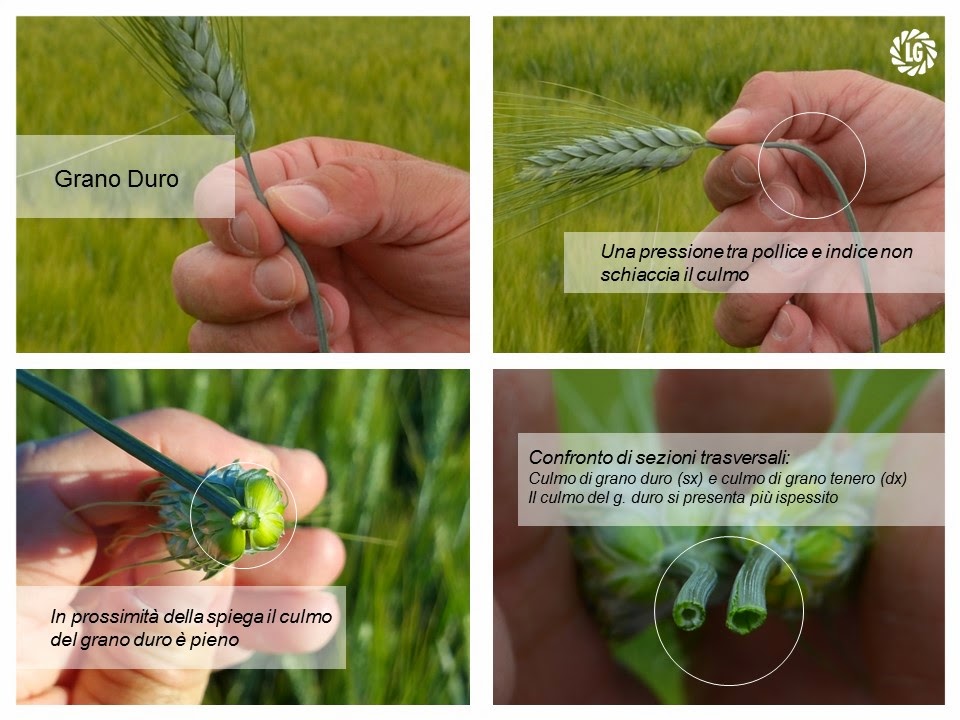 Antonio Bruno Dottore Agronomo Esperto in diagnostica urbana e ...