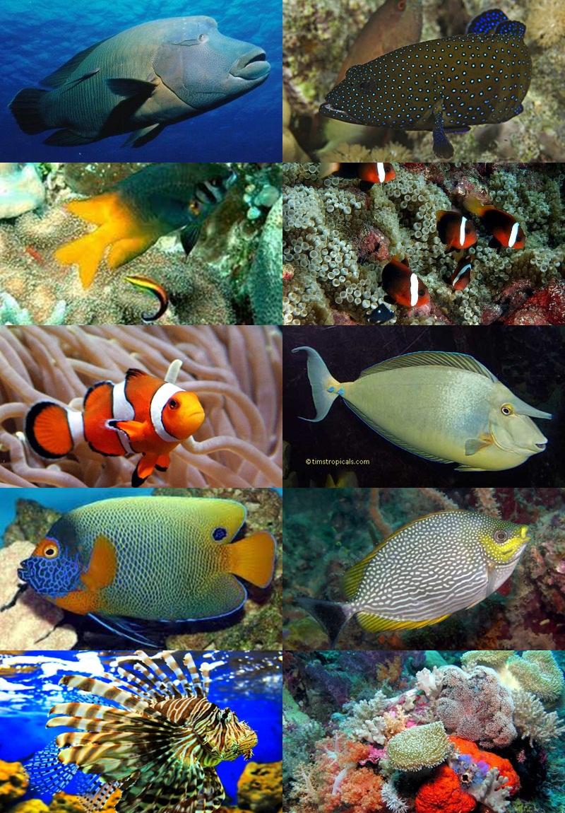 Secret of wakatobi = in the deep sea you will find another world ...