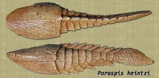¡DEJADME VIVIR!: Apuntes de evolución de vertebrados.
