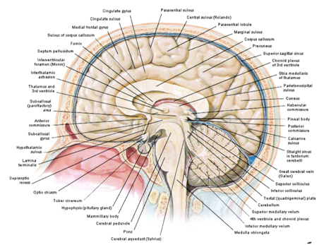 All About The World Of Nursing: ANATOMI DAN FISIOLOGI SISTEM SARAF ...